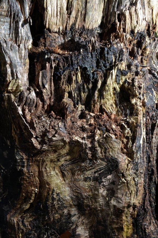 Fallen log detail stock image. Image of season, woods - 105553129