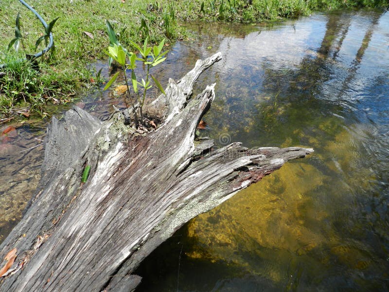 Fallen Log at the Edge of a River Stock Image - Image of environment ...