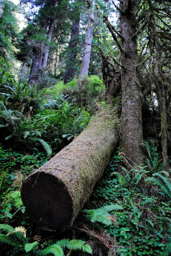Forest Ferns And Fallen Log Stock Image - Image of bracken, environment ...
