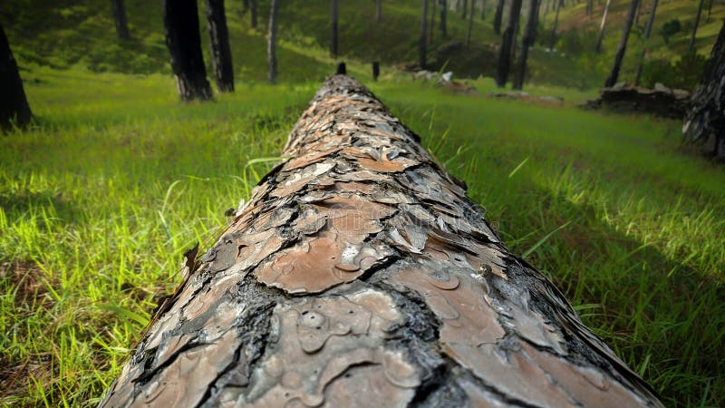 Fallen log in forest stock image. Image of soil, geology - 197140231