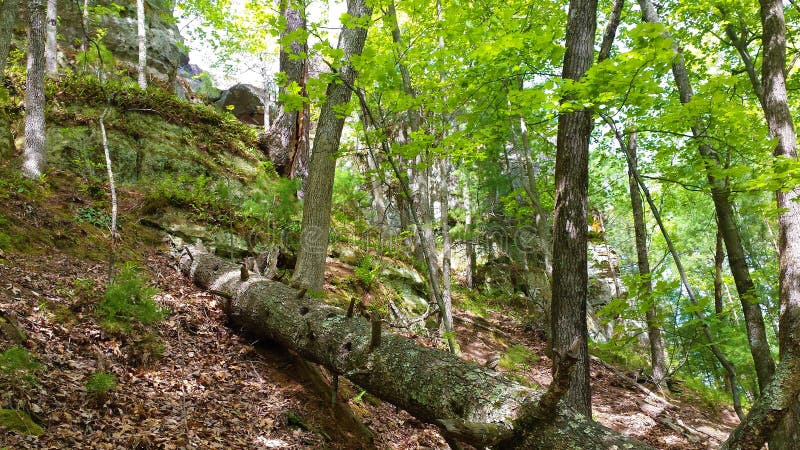 Fallen Log in Forest stock photo. Image of trees, lone - 67064400