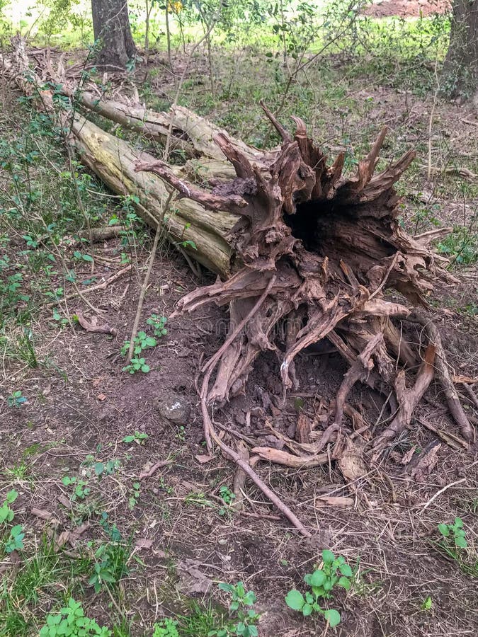 Fallen log in the forest stock image. Image of outdoor - 332023263