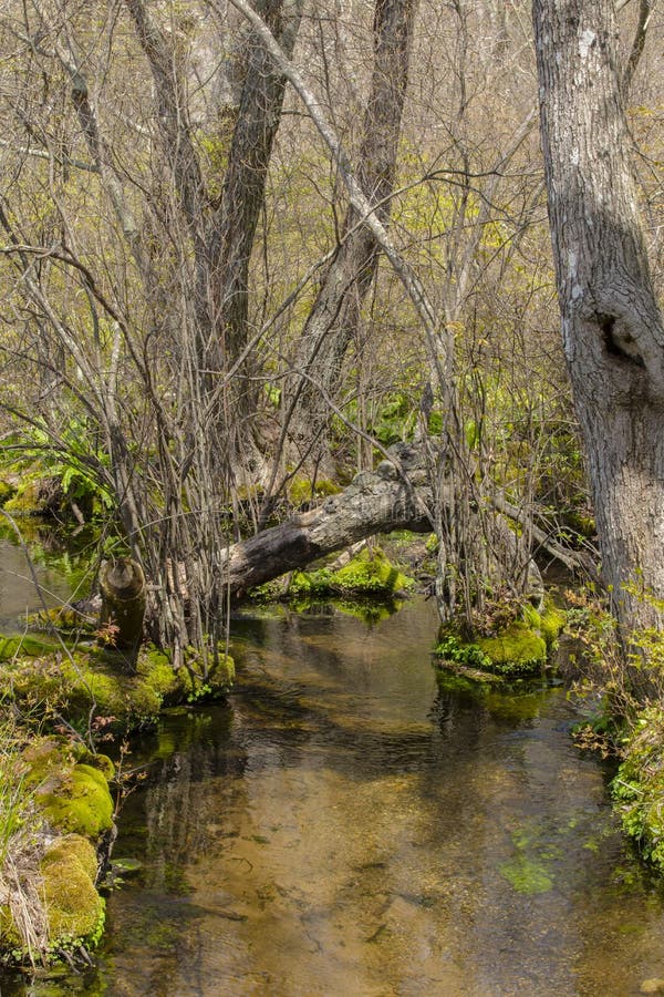 613 Fallen Tree Over Stream Stock Photos - Free & Royalty-Free Stock ...