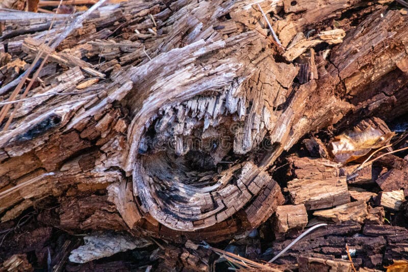 Fallen log stock photo. Image of bark, tree, trunk, brown - 137787648
