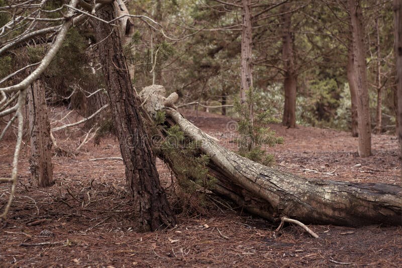 Photograph of Fallen Log in Pine Forest Stock Photo - Image of branch ...