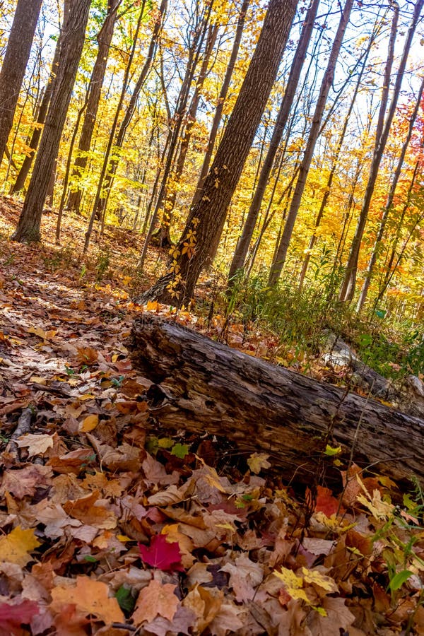 Fallen Log Providing Refuge To Fallen Leaves - Fall in Central Ontario ...