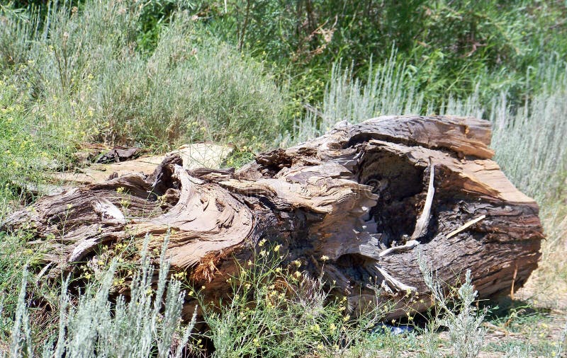 Fallen log stock image. Image of green, brown, meadow - 44861959