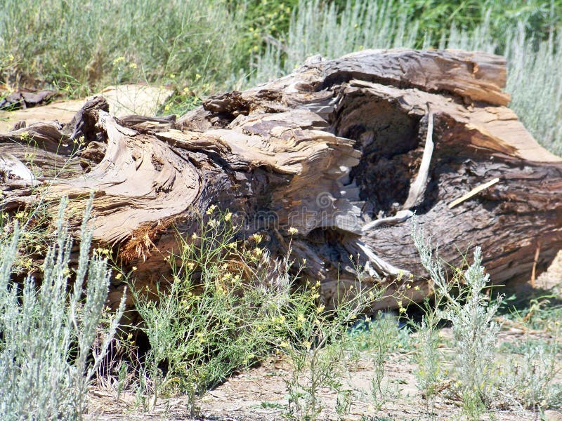 Fallen log stock photo. Image of rock, grasses, wood - 44861962
