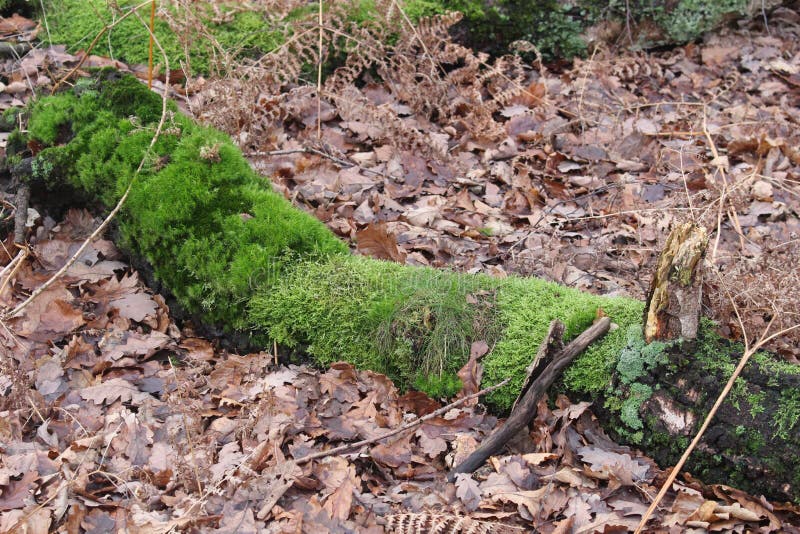 Fallen Log stock photo. Image of dead, background, fallen - 64479712