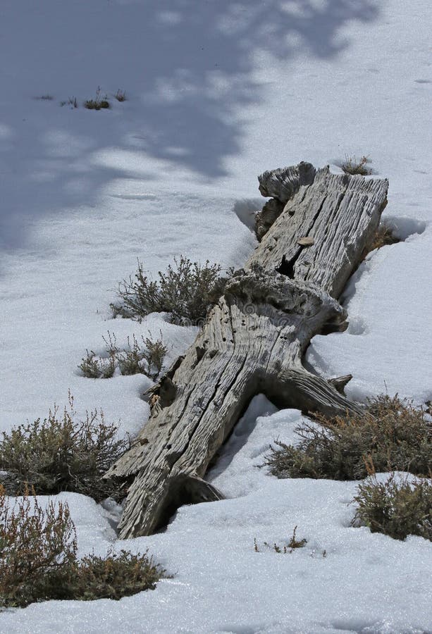 Fallen Log stock photo. Image of wooden, snow, dead, wood - 52395800
