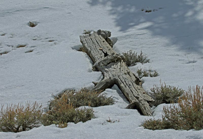 Fallen Log stock image. Image of weathered, textured - 52396205
