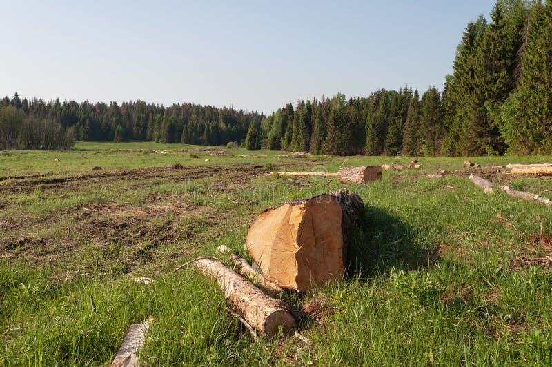 Fallen Logs on a Forest Clearing Stock Photo - Image of brown, outdoor ...