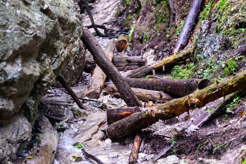 Fallen logs over stock photo. Image of scenery, extreme - 205362516