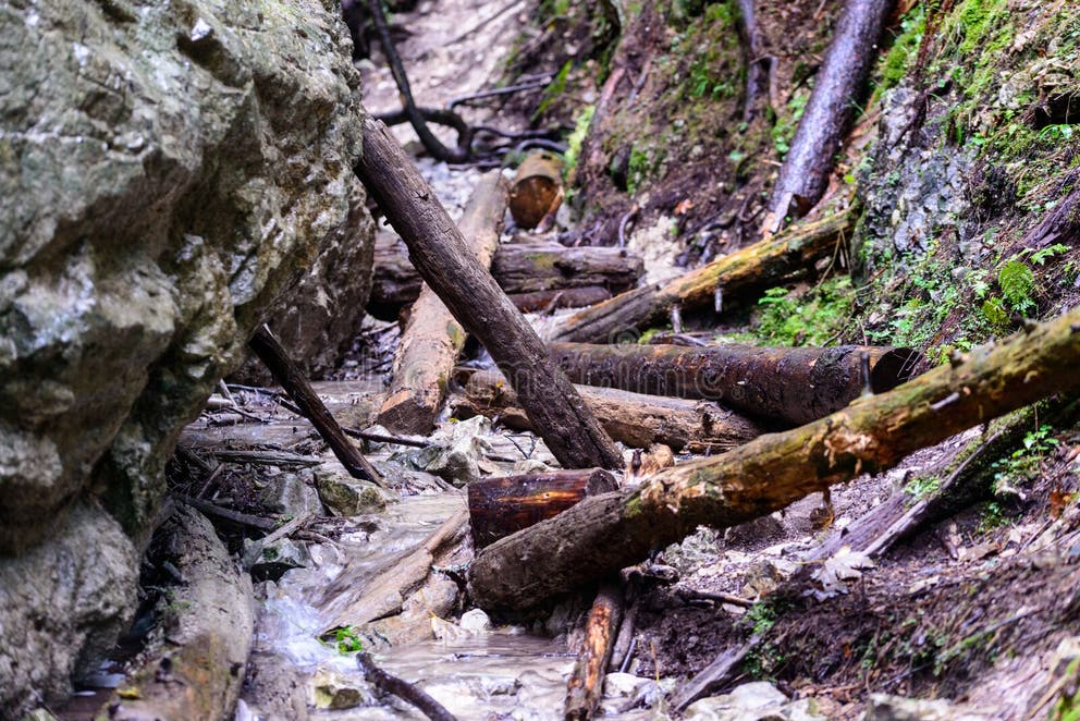 Fallen logs over stock photo. Image of scenery, extreme - 205362516