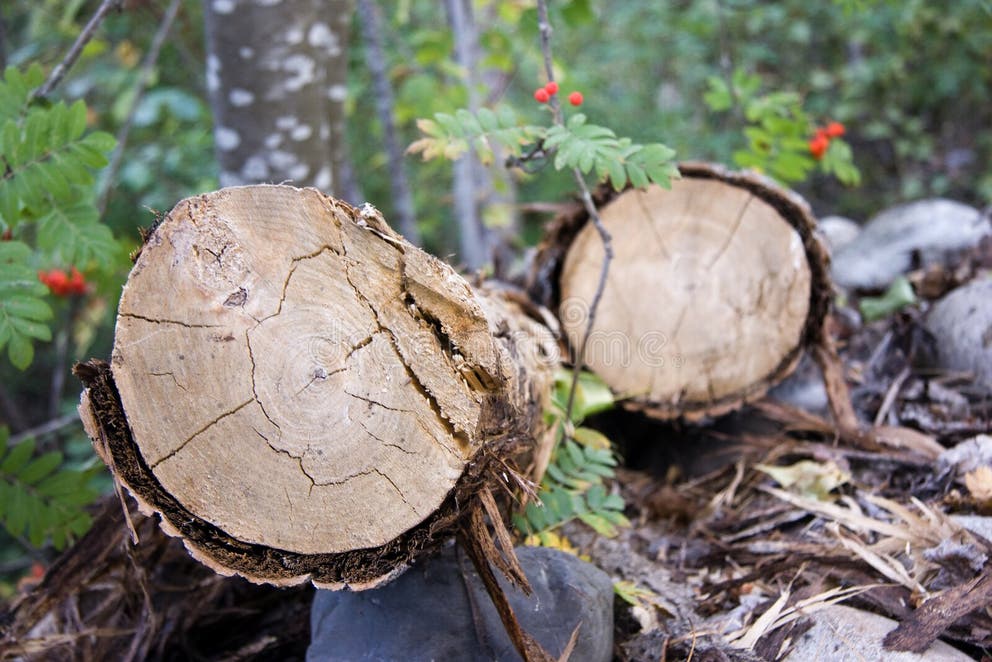 Fallen Logs in Park stock photo. Image of logs, circles - 7546762