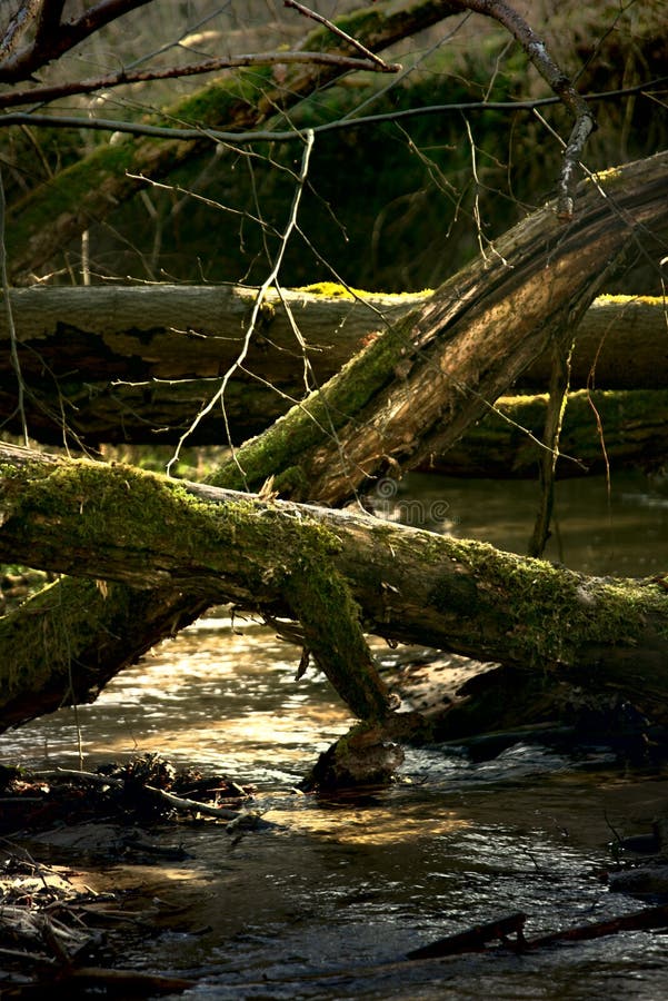 Fallen logs by the stream. stock image. Image of logs - 232430363