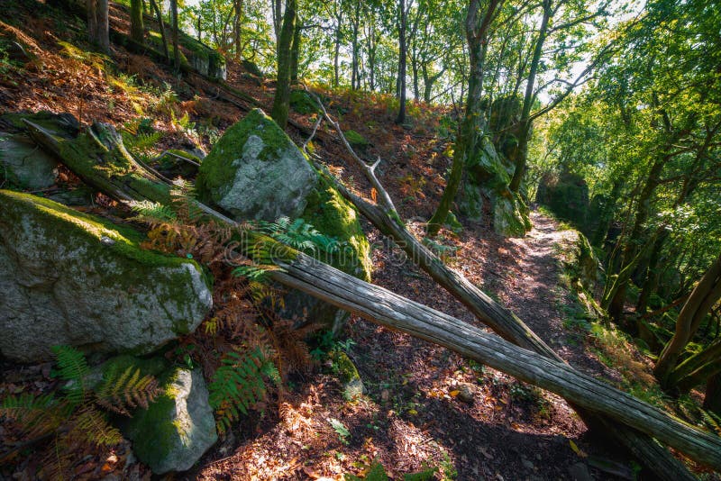 Fallen logs on a trail stock image. Image of forest, outdoor - 68580403