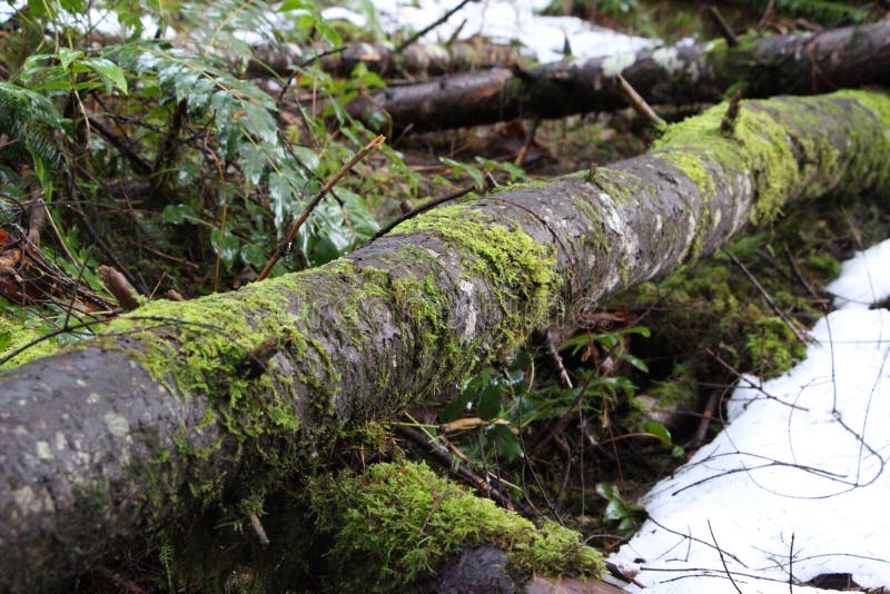 Fallen logs stock photo. Image of logs, fallen, forest - 84175942