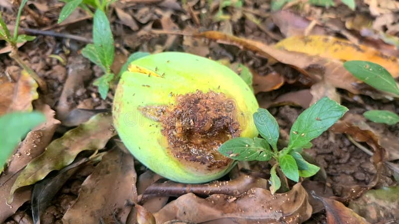 Fallen Mango Surrounded by Fruit Flies on Ground Stock Video - Video of ...