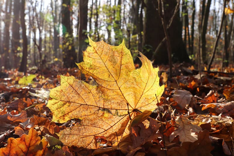 Fallen Red Maple Leaves on Walkway and Green Lawn. Stock Image - Image ...