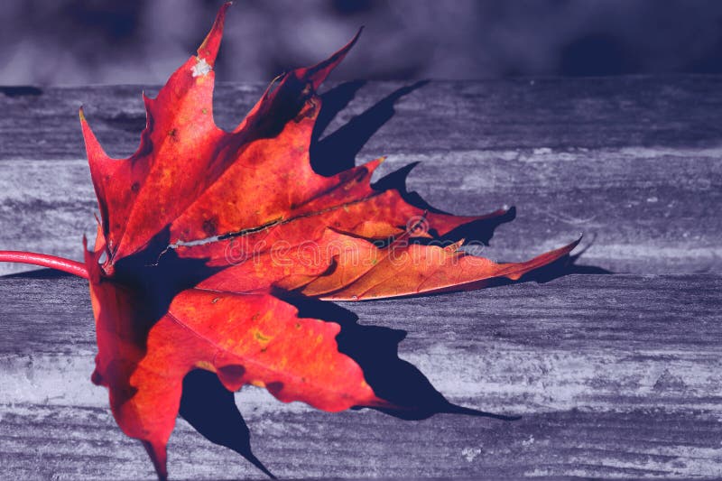 Fallen Maple Leaf on the Ground, Closeup. Stock Photo - Image of light ...