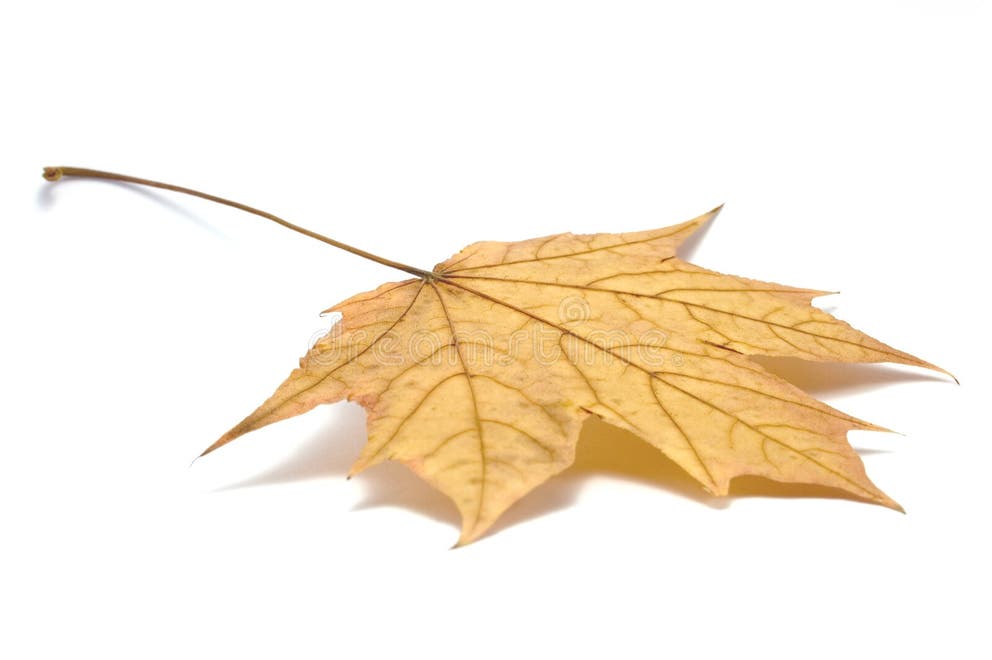 Fallen Maple Leaf, Isolated on White Stock Image - Image of park ...
