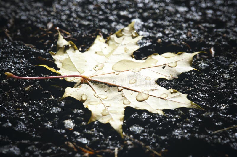 Fallen Maple Leaf Lies on Asphalt in Drops of Autumn Rain. Stock Image ...
