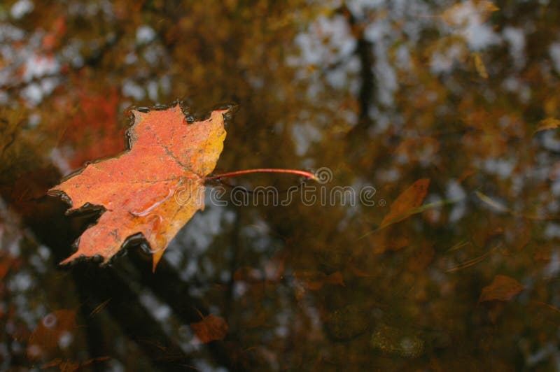 A Fallen Maple Leaf in a Puddle. Reflection of Autumn Leaves in a ...