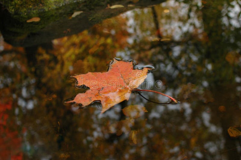 A Fallen Maple Leaf in a Puddle. Reflection of Autumn Leaves in a ...