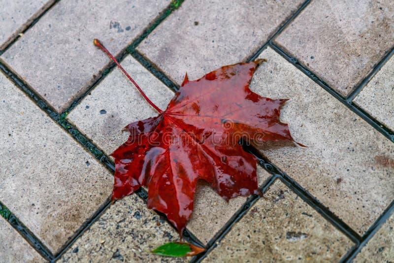 Fallen Maple Leaf in the Rain on a Wet Track Closeup Stock Photo ...
