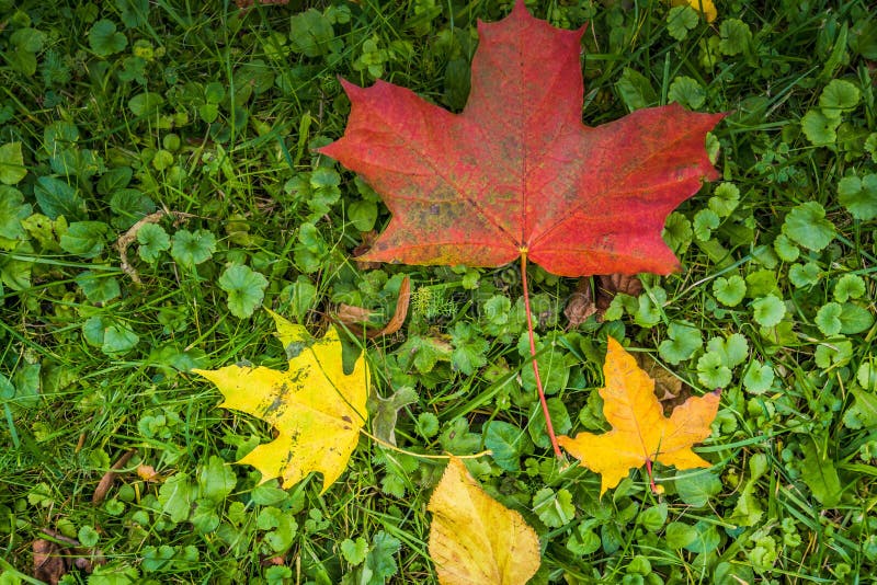 Big Red Maple Leaf stock image. Image of natural, environment - 100054565