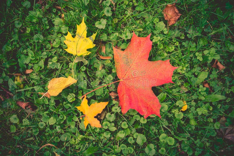 Big Red Maple Leaf stock photo. Image of autumn, background - 101299222