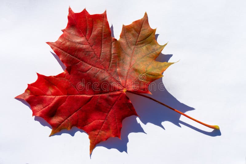 Fallen Maple Leaf with Shadow on a White Background Stock Photo - Image ...