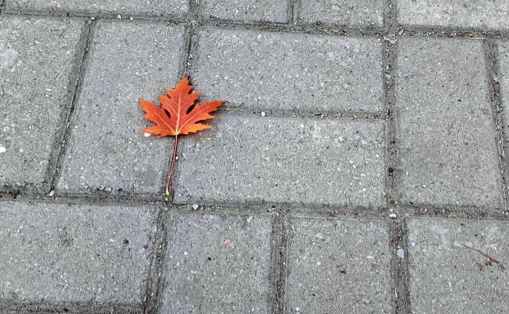 Fallen Maple Leaf on Sidewalk, Autumn Stock Image - Image of orange ...