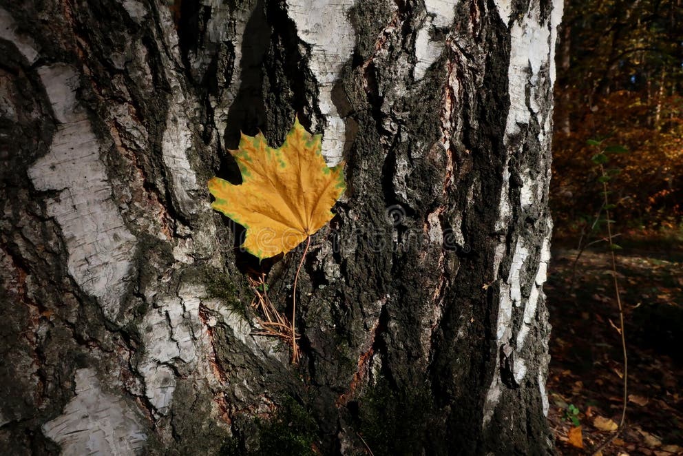 Autumn walk stock photo. Image of beautiful, fall, shadows - 160981396