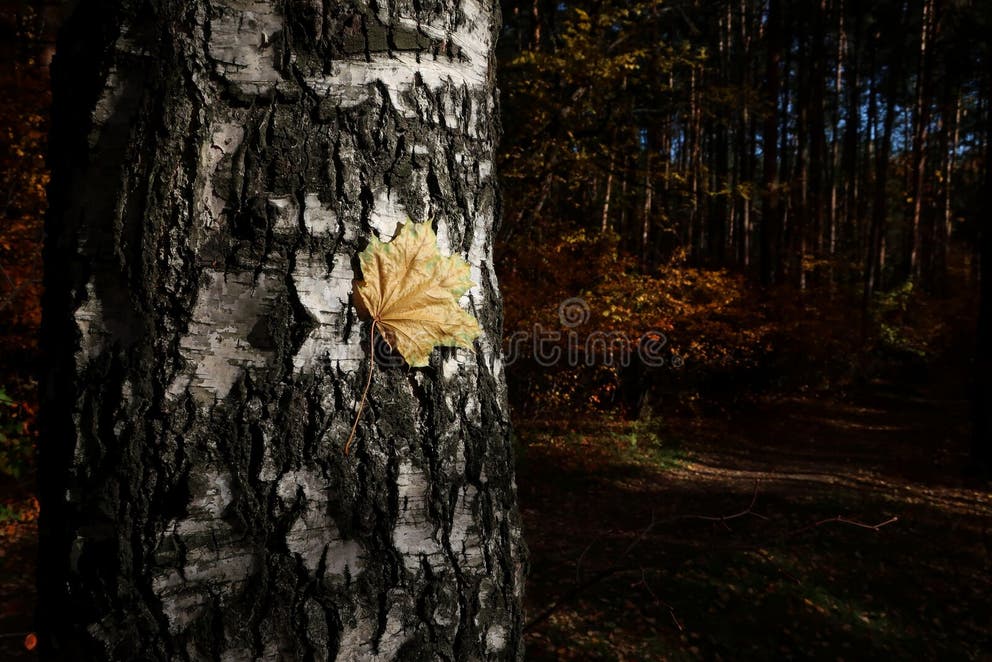 Autumn walk stock photo. Image of leaves, shadow, sunlight - 160981694