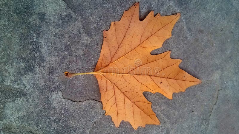 Fallen Maple Leaf on a Rock - Autumn Scene Stock Photo - Image of ...