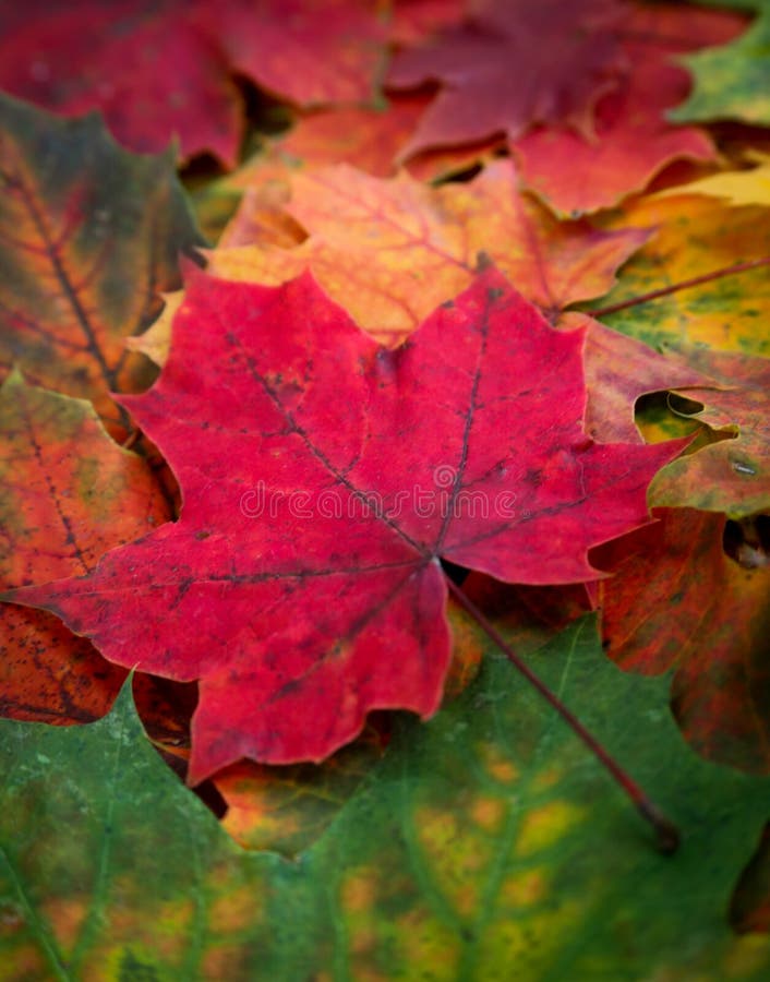 Fallen Maple Leaves in Autumn Stock Photo - Image of falling, close ...