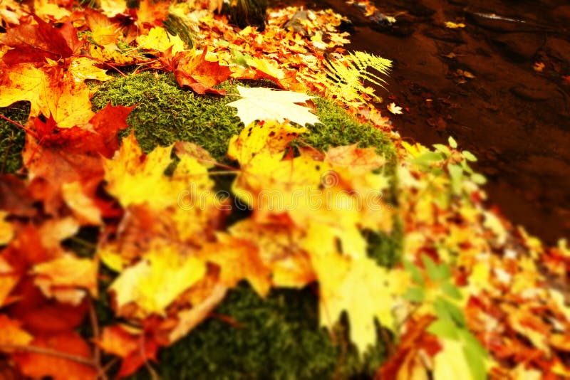 Fallen Maple Leaves in a Flowing Creek Stock Photo - Image of covering ...