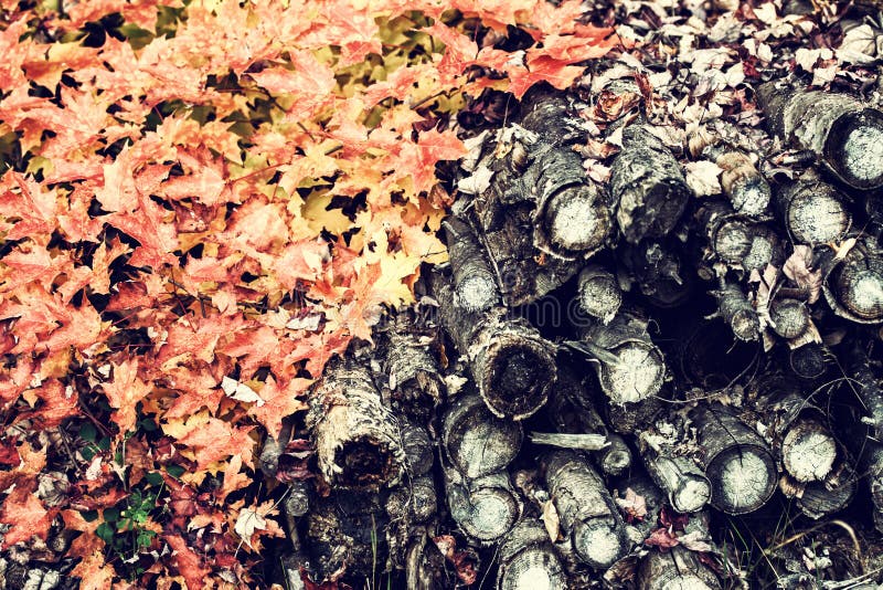 Fallen Maple Leaves and Cut Down Trees Stock Image - Image of abstract ...