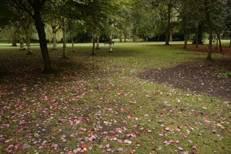 Fallen Maple Leaves on the Grassy Floor Indicating Fall Stock Photo ...