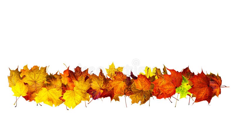 Fallen Maple Leaves in a Row Isolated on White. Background with Space ...