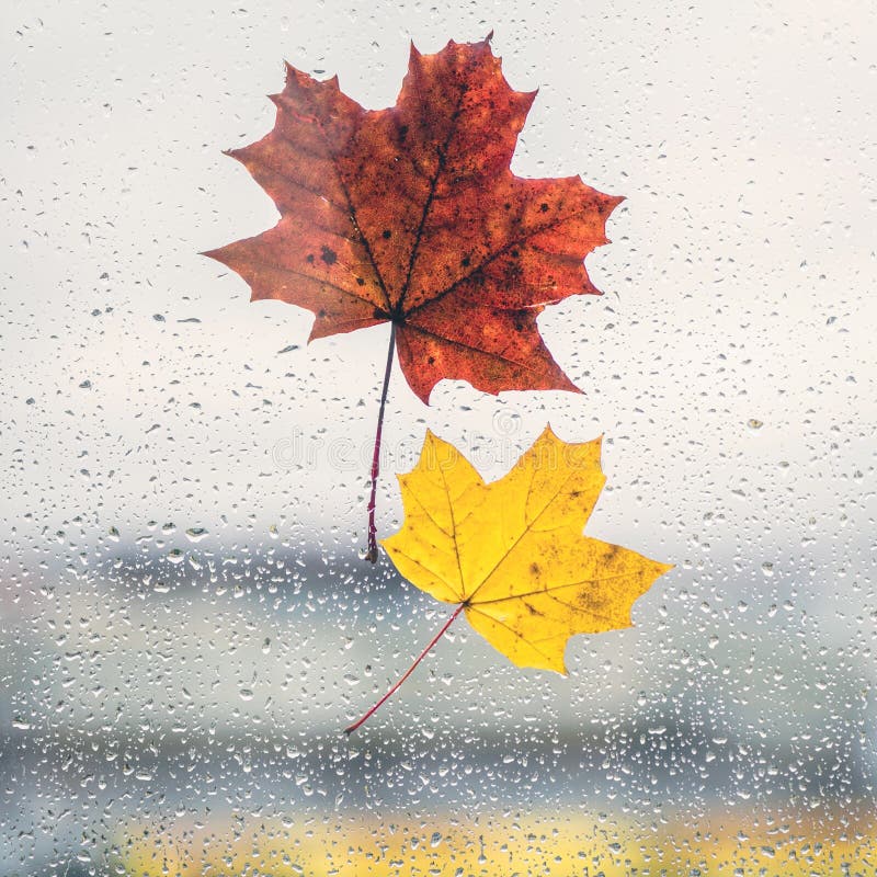 Fallen Maple Leaves on the Window with Raindrops. Autumn Concept. Stock ...