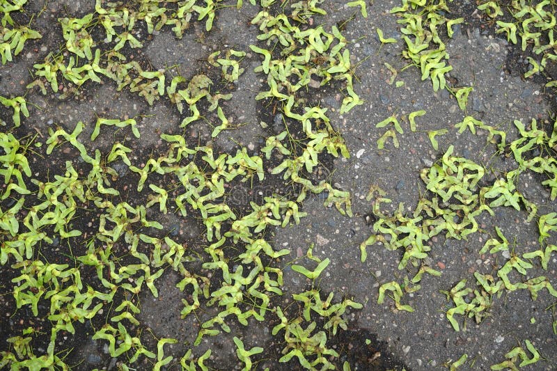 Fallen Maple Seeds on Asphalt Road Stock Photo - Image of wallpaper ...