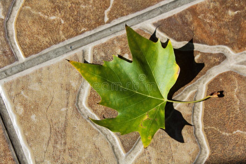 Fallen green leaf on tile stock image. Image of leaf - 150652763