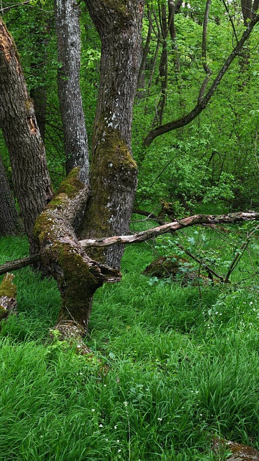Fallen, Moss Covered Tree Trunk in Central European Deciduous Wildwood ...