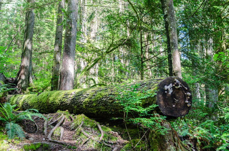 Fallen Moss Covered Trunk of a Large Tree in the Forest Stock Image ...