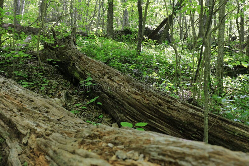 Fallen Mountain Logs stock image. Image of green, beauty - 141420099