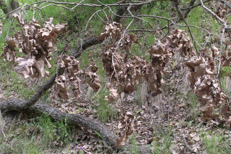 Fallen Oak Branch, Covered with Withered Leaves Stock Photo - Image of ...