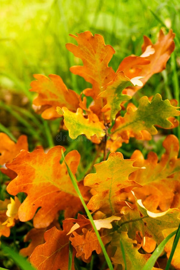 Fallen Oak Branch with Yellowed Leaves in Autumn Stock Image - Image of ...